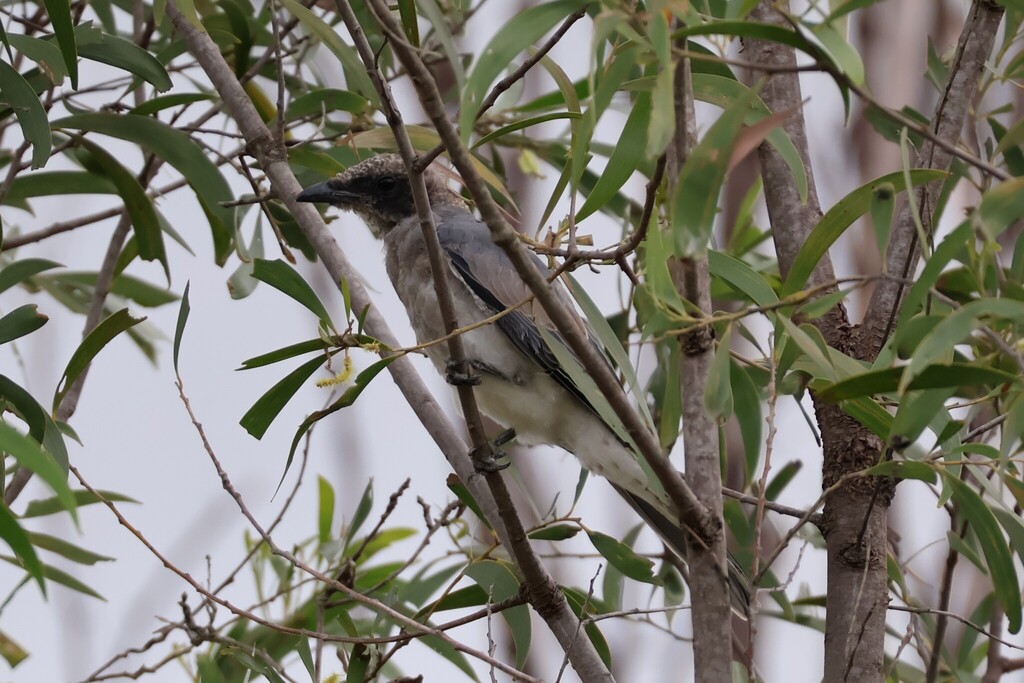 Mainland Black-faced Cuckooshrike from Glenwood QLD 4570, Australia on ...