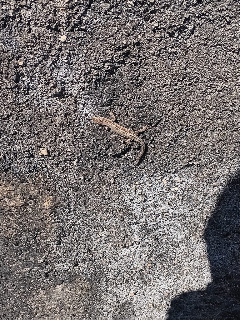 Bocage's Wall Lizard from Cidai, 4785 Trofa, Portugal on March 29, 2025 ...