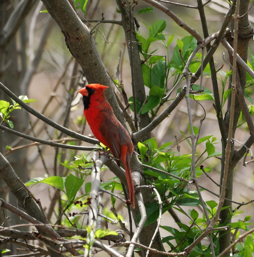 Northern Cardinal from Richardson, TX, USA on March 27, 2025 at 02:40 ...