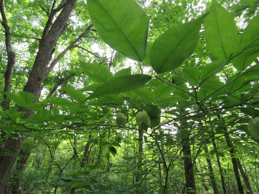 American bladdernut from 32 Henry Rd, Milton, VT 05468, USA on August ...