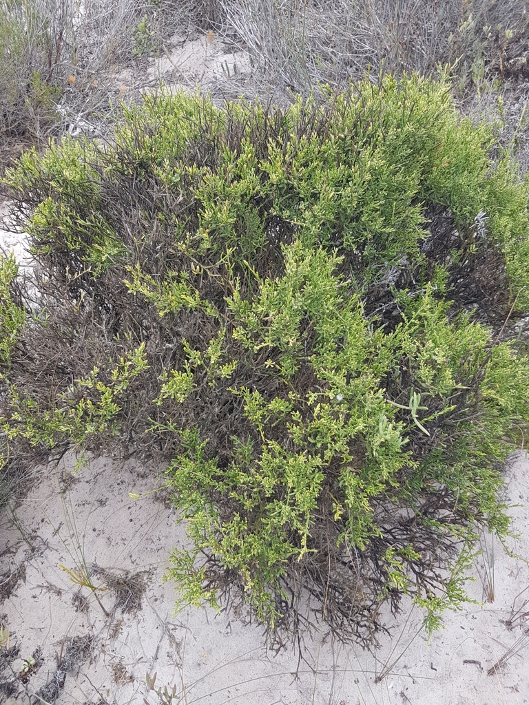 tortoise berry from Grotto Bay Private Nature Reserve, Western Cape ...