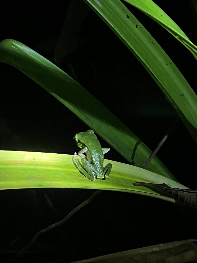 White-lined Leaf Frog from Pastaza, Pastaza, EC on March 28, 2025 at 09 ...