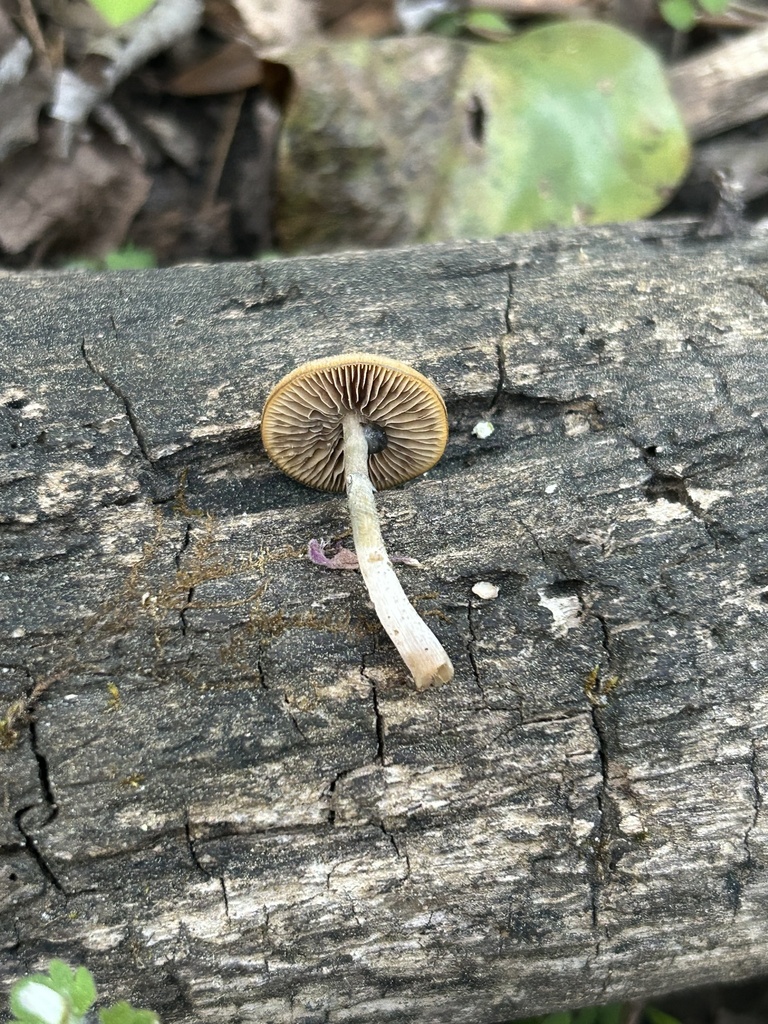 Psychedelic Ovoid Mushroom in March 2025 by morethanlaurel · iNaturalist