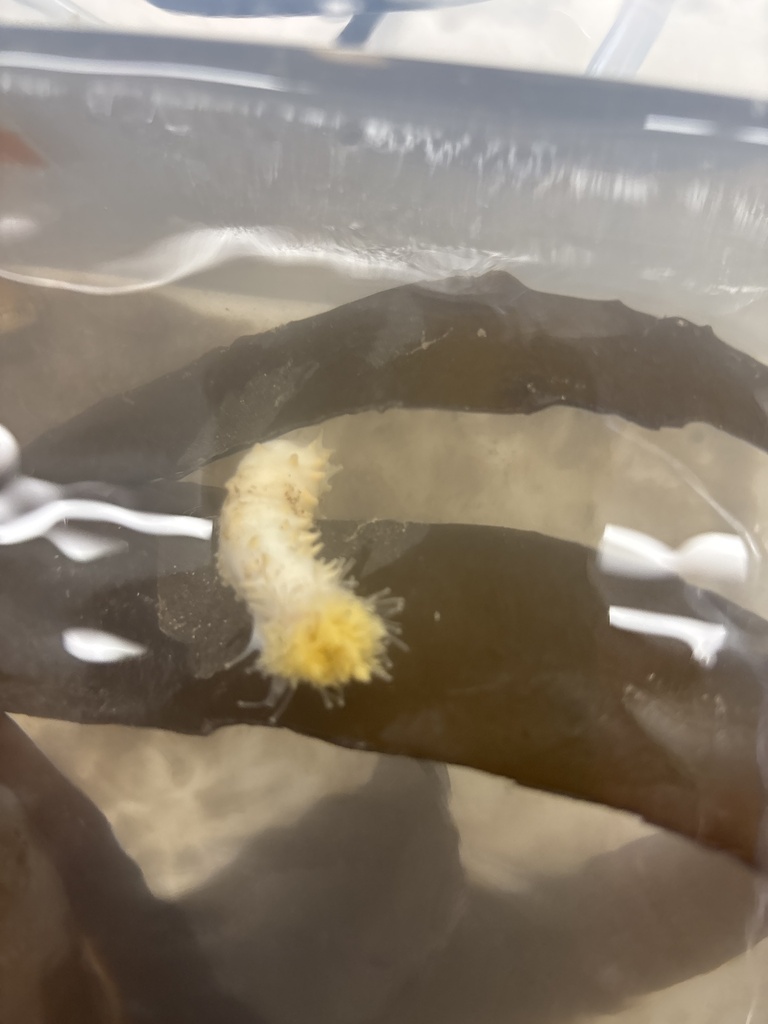 Sea Gherkin from Castlebeach Bay, Wales, GB on March 29, 2025 at 02:52 ...