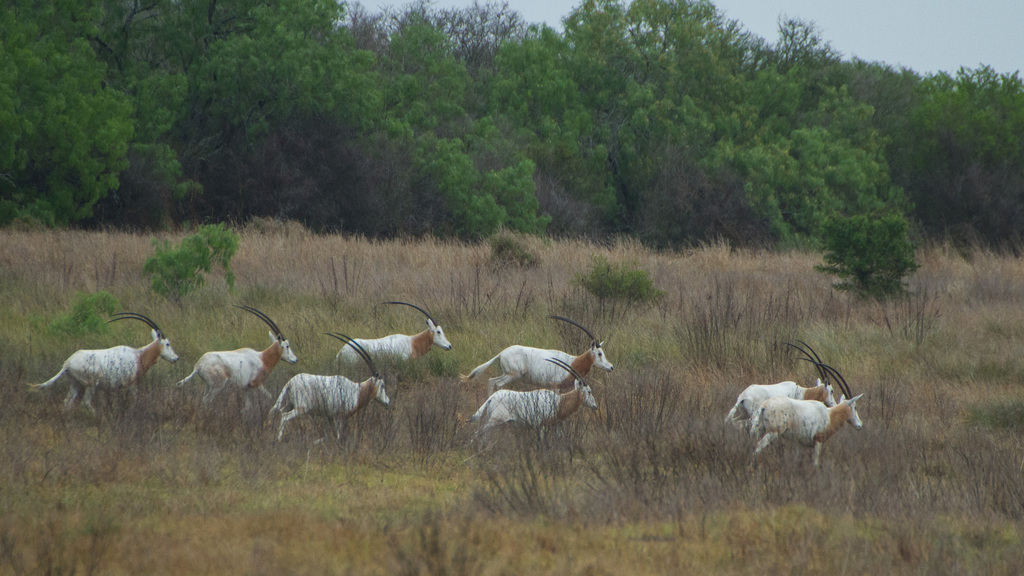 Scimitar-horned Oryx from King Ranch Norias Division. Kenedy County, TX ...