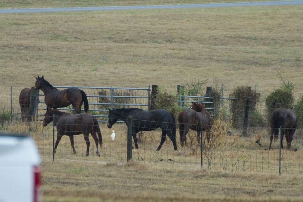 Domestic Horse from King Ranch Norias Division. Kenedy County, TX, USA ...