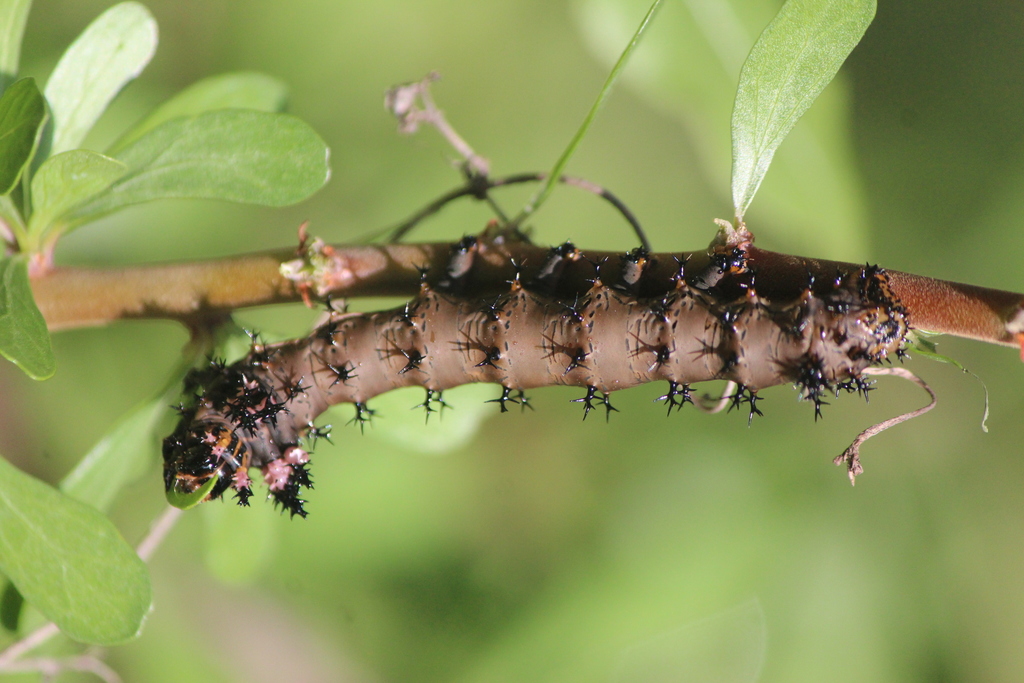 Citheronia azteca from Cadereyta de Montes, Qro., México on August 12 ...