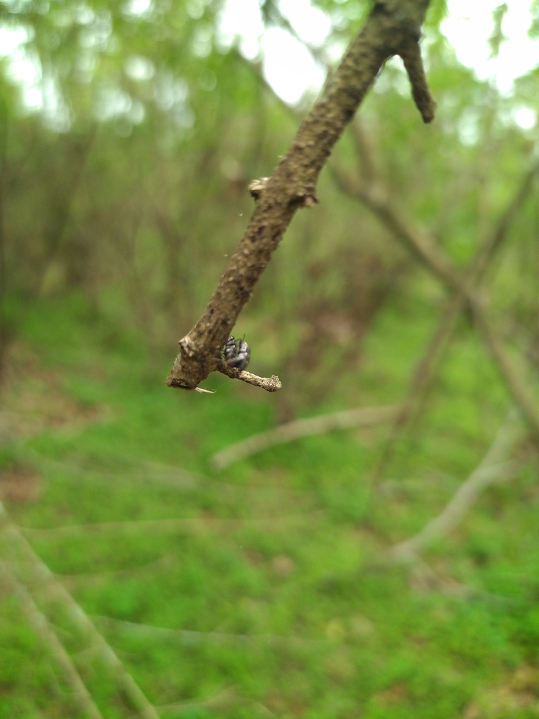 Beech Borer from Baton Rouge, LA 70817, USA on March 28, 2025 at 05:43 ...