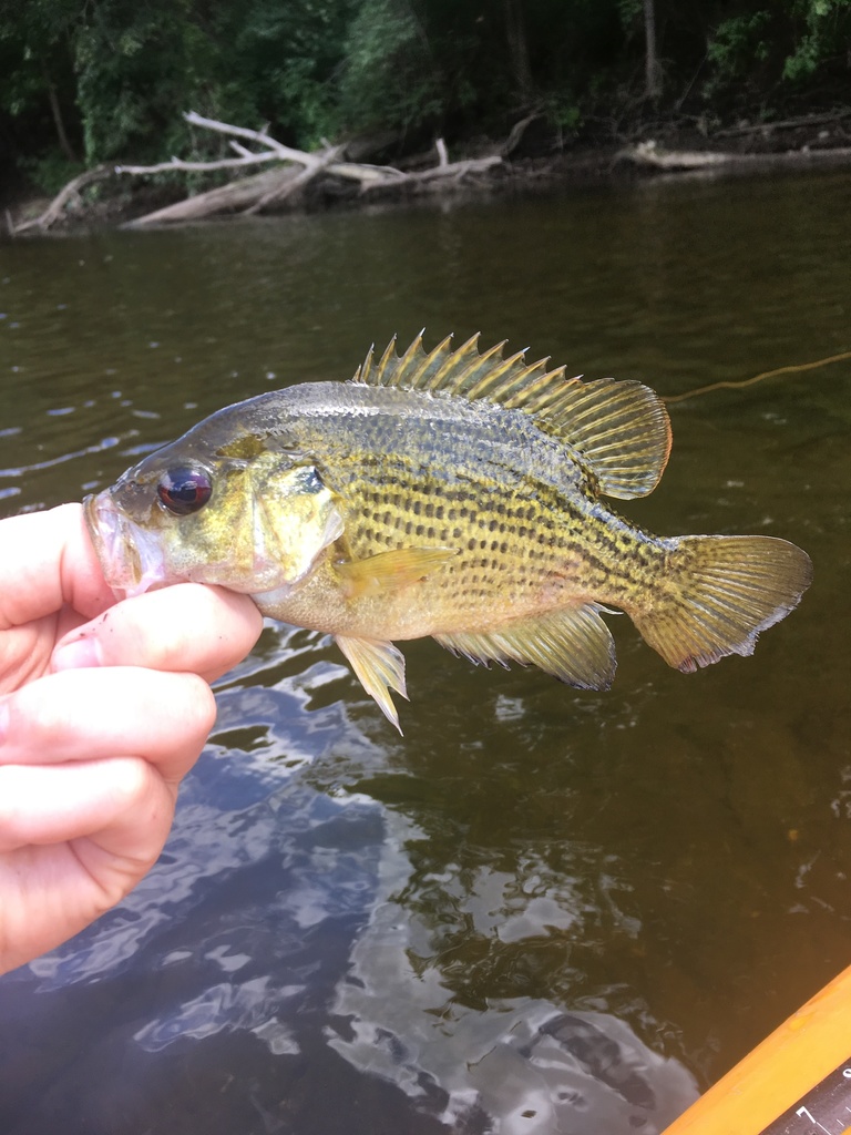 Rock Bass in July 2017 by Edward Hicks · iNaturalist