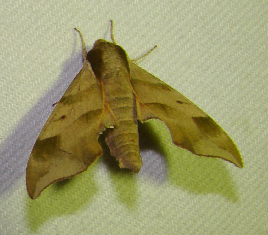 Virginia Creeper Sphinx Moth (GTM Research Reserve Arthropod Guide ...