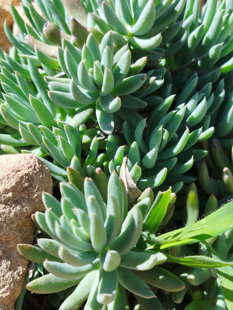Pale Stonecrop from Tessala, Algérie on March 27, 2025 at 03:39 PM by ...