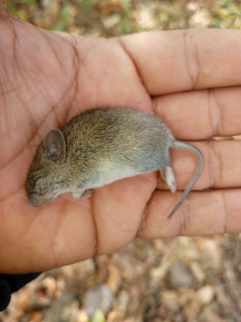 Mexican Pygmy Mouse from Cuautitlán de García Barragán, MX-JA, MX on ...