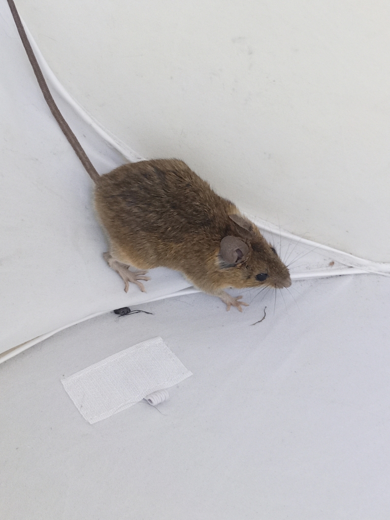 fulvous pygmy rice rat from Cuautitlán de García Barragán, MX-JA, MX on ...
