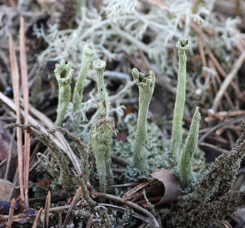 Greater Sulphur-cup Lichen from Turku, Suomi on March 29, 2025 at 11:56 ...