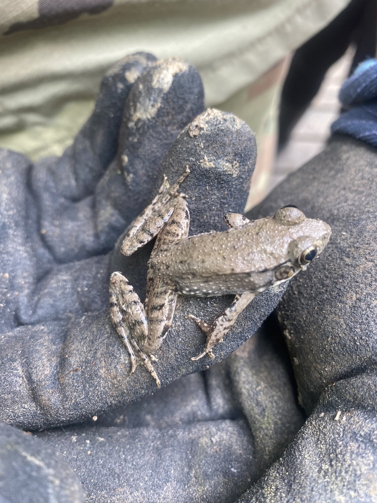 Green Frog from Manchac Park, Baton Rouge, LA, US on March 29, 2025 at ...