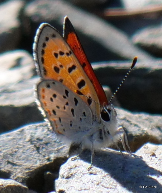 Lustrous Copper (Yosemite National Park Butterfly Guide 🦋) · iNaturalist