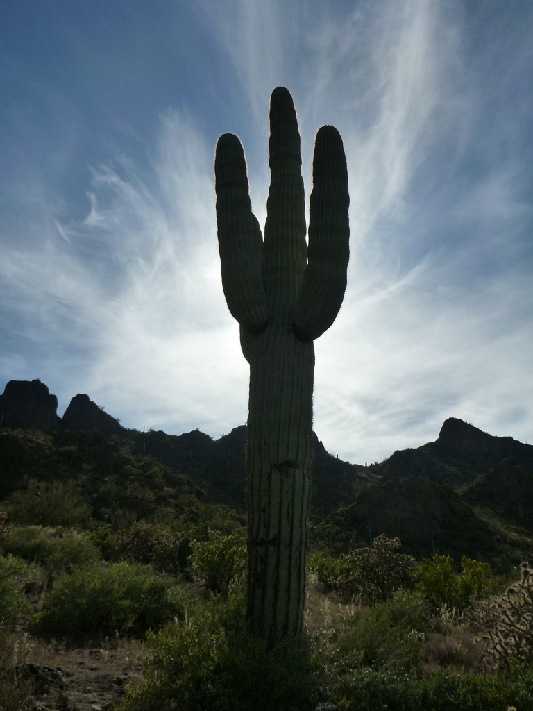 saguaro from Pinal County, AZ, USA on March 22, 2015 at 03:35 PM by ...