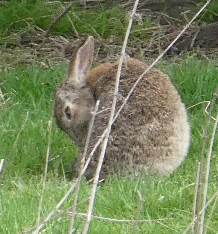 European Rabbit from Barnsley, UK on March 29, 2025 at 11:32 AM by ...