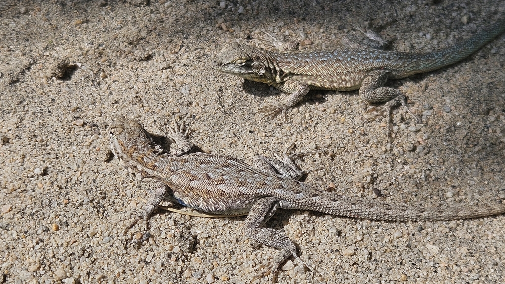 Western Side-blotched Lizard from Coachella Valley Preserve, Riverside ...