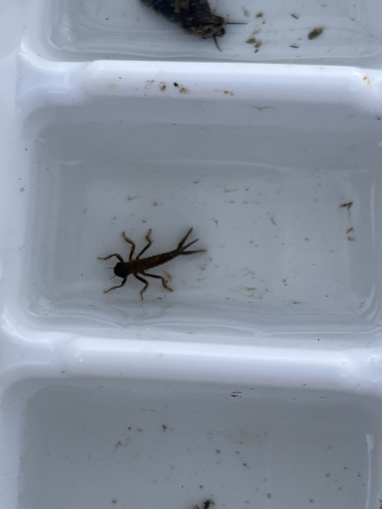 Winged and Once-winged Insects from Haw River, Graham, NC, US on March ...