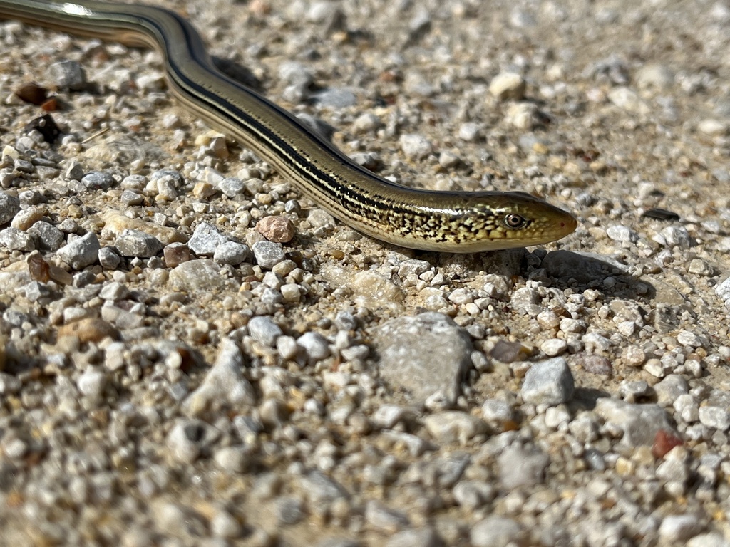 Western Slender Glass Lizard in March 2025 by michaelkalisek · iNaturalist