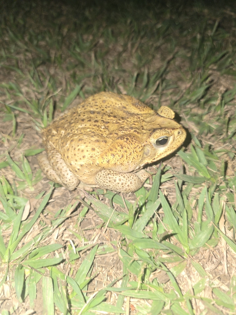Giant Toad from Curridabat, San José, Curridabat, Costa Rica on March ...