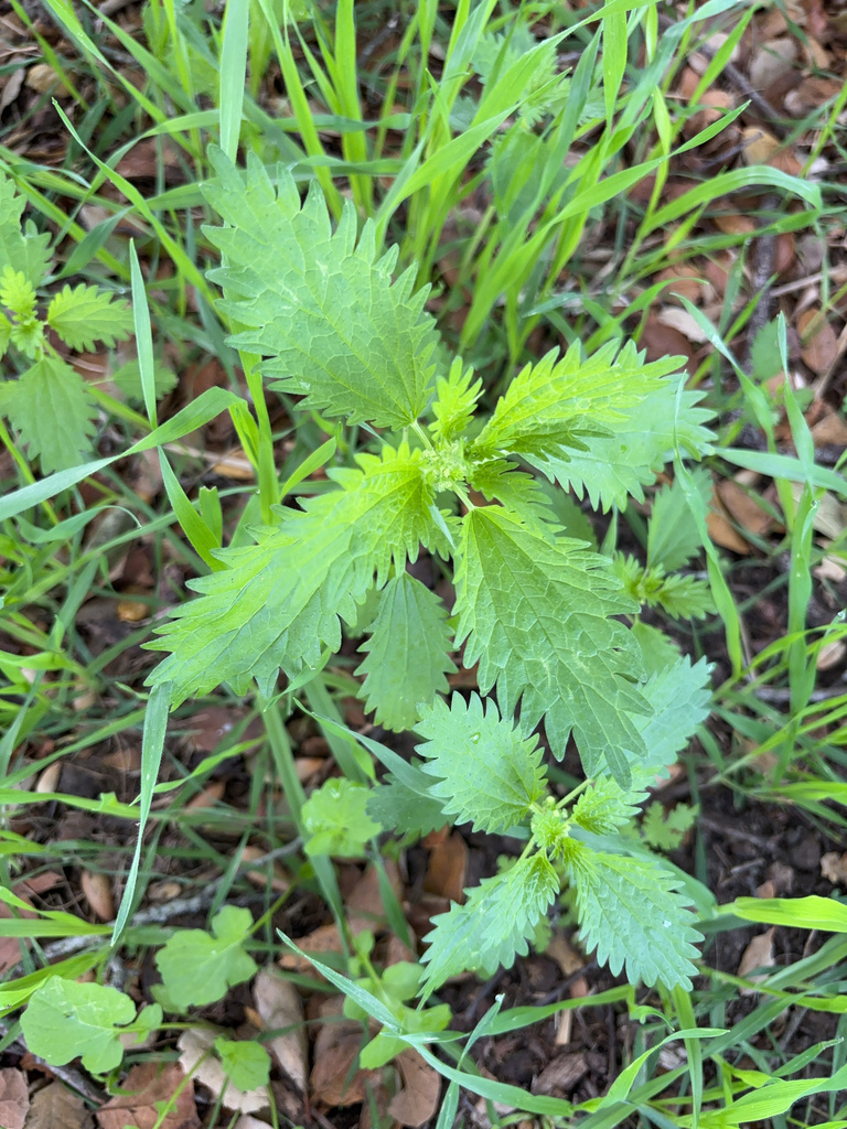 Dwarf Nettle from Ventura Hillsides, Ventura, CA, US on March 29, 2025 ...