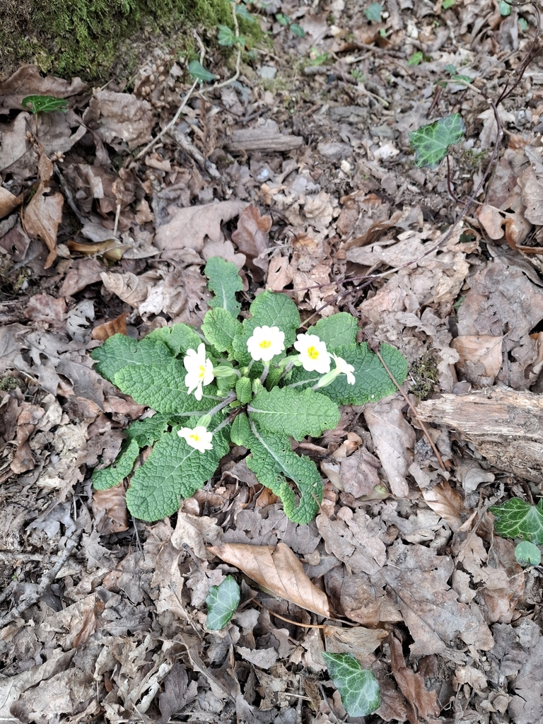 Primrose from Brendon, Lynton EX35 6PT, UK on 29 March, 2025 at 10:51 ...