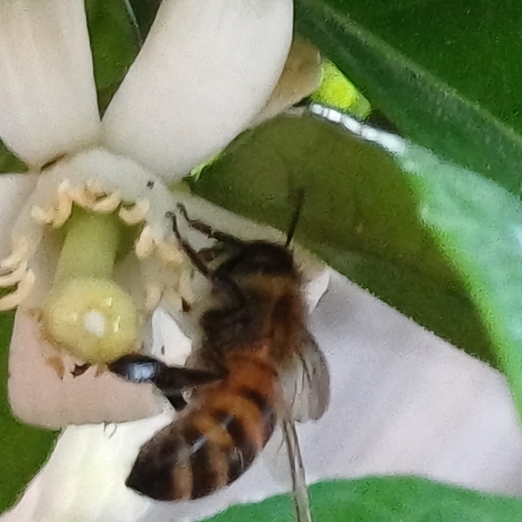 Western Honey Bee from Harod/Ariel Sharon Road, Nof HaGalil, Israel on ...