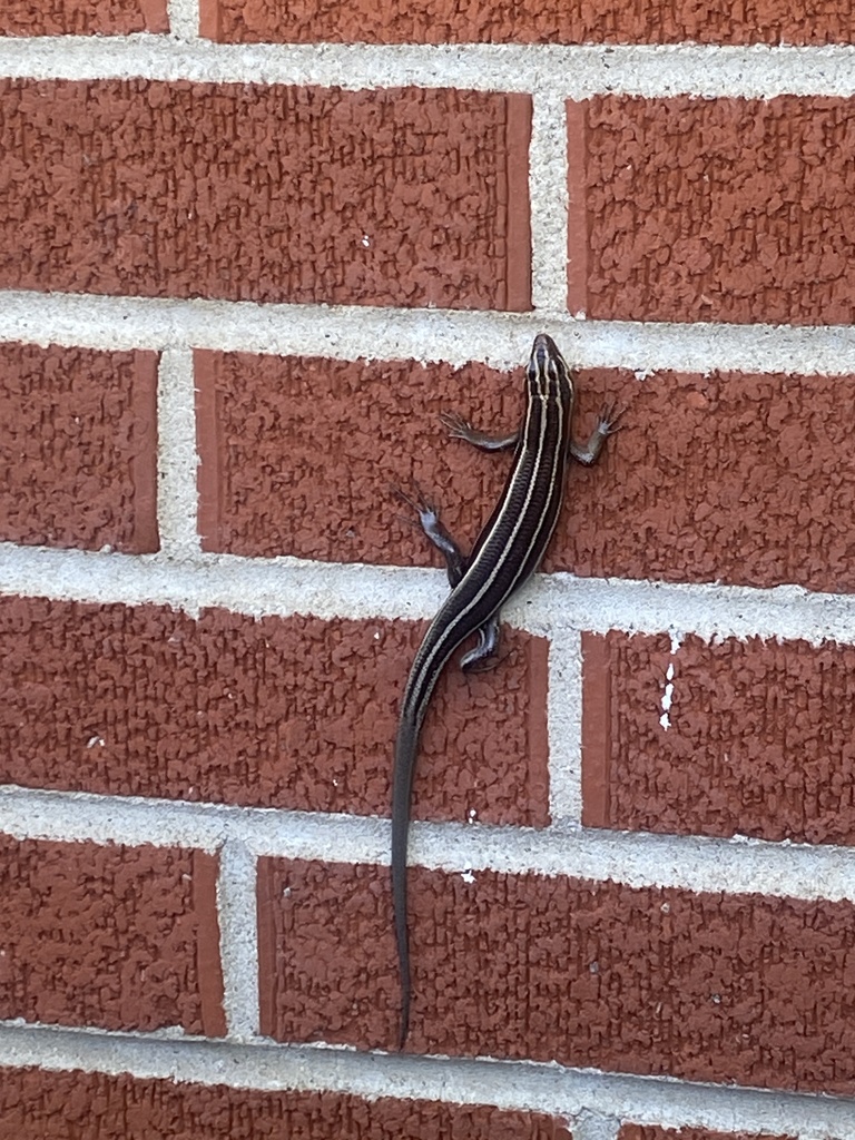 Common Five-lined Skink from Helena St, Bryan, TX, US on March 29, 2025 ...