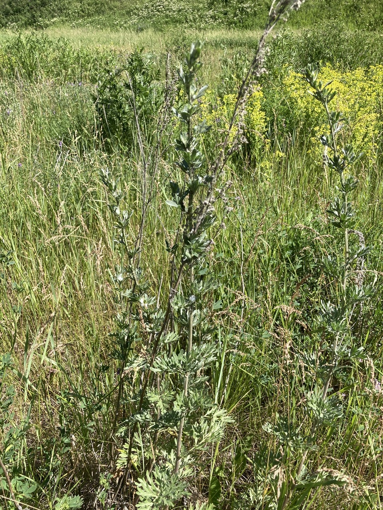 absinthe wormwood from Douglasdale, Calgary, AB T2Z, Canada on July 13 ...