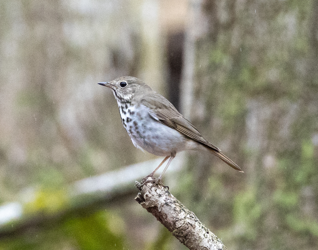 Hermit Thrush from Talbot, London, ON N6P, Canada on March 29, 2025 at ...
