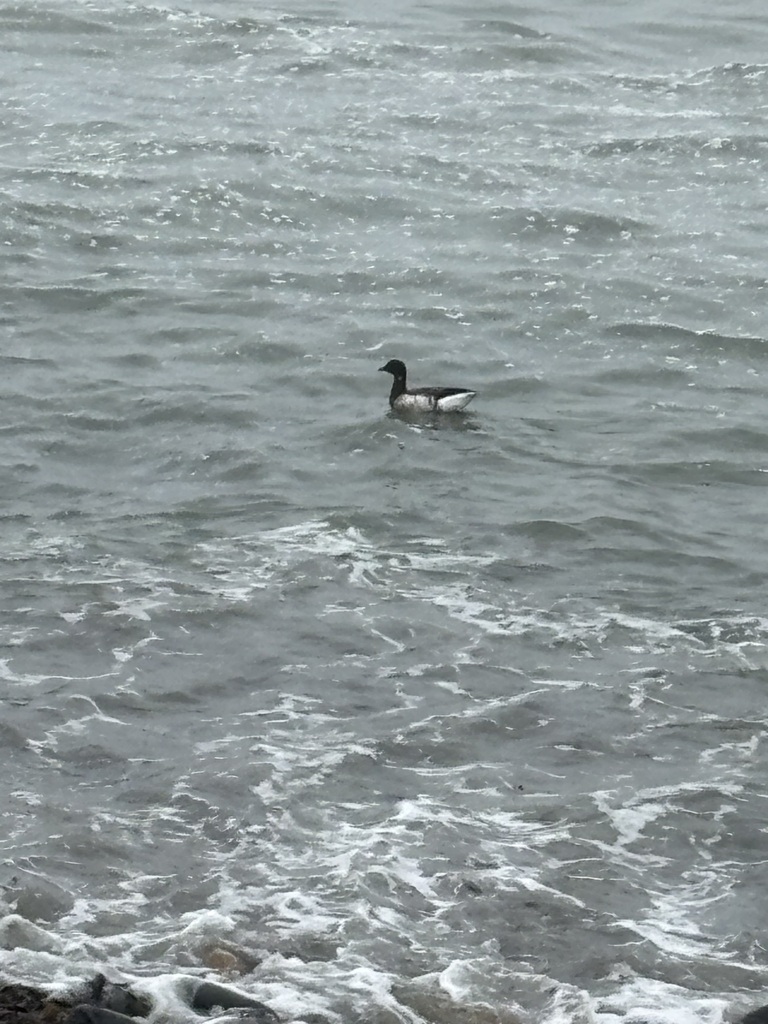 Atlantic Brant from Marblehead, MA on March 15, 2025 by gjbradley ...