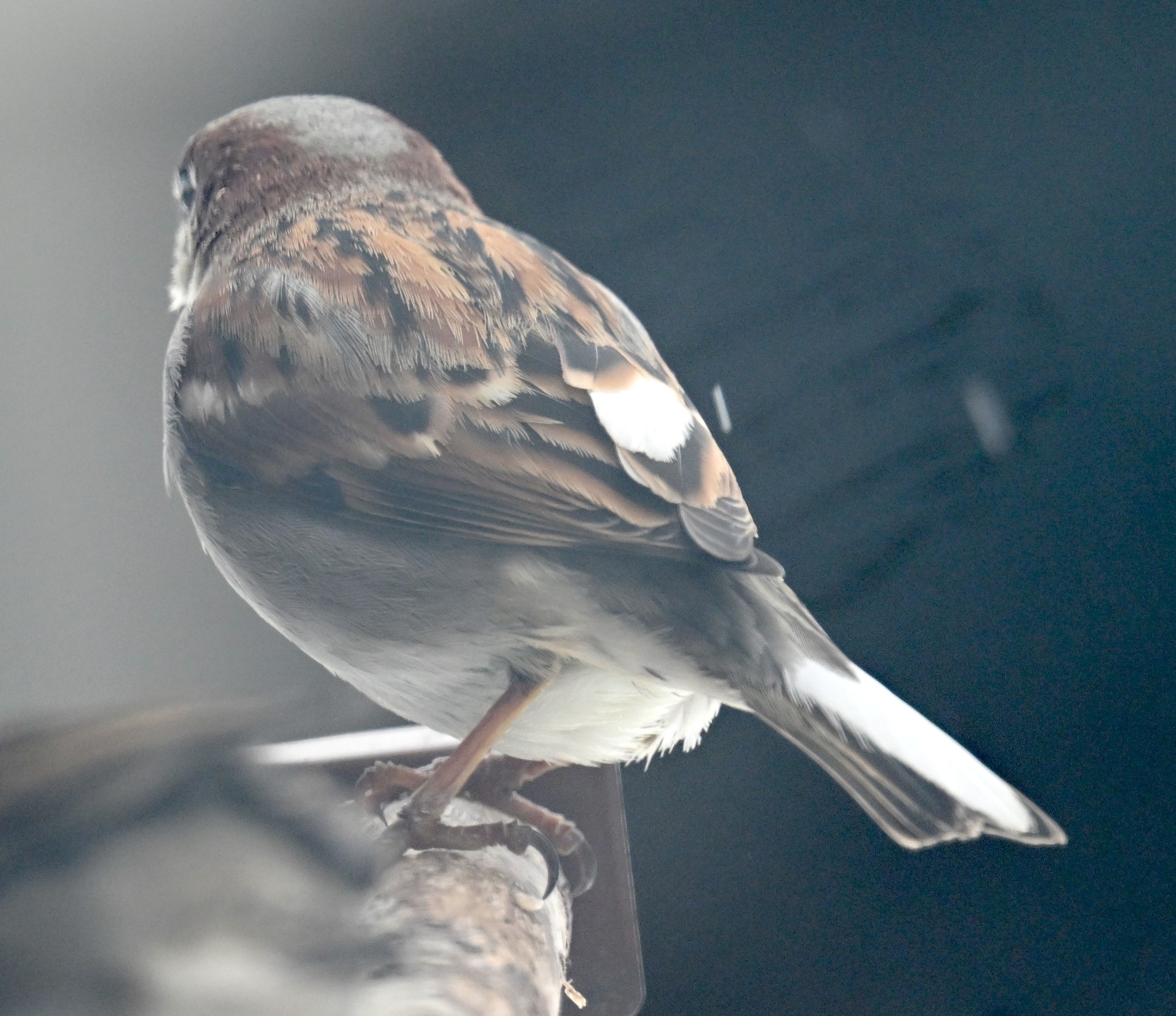Albino Feathered House Sparrow Life Span's Journal · iNaturalist