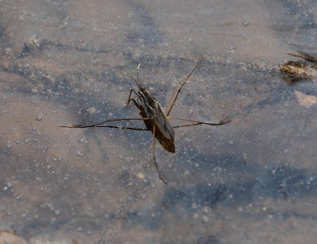 Gerrini from Grayson, KY 41143, USA on March 29, 2025 at 02:13 PM by ...