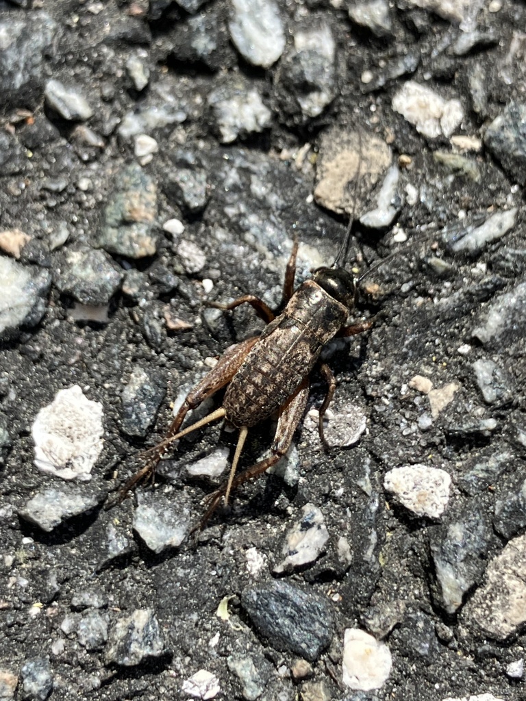 Gryllus in March 2025 by mikoikoi · iNaturalist