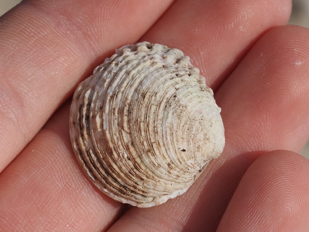 Warty Venus Clam from Martigues, France on March 29, 2025 at 02:57 PM ...