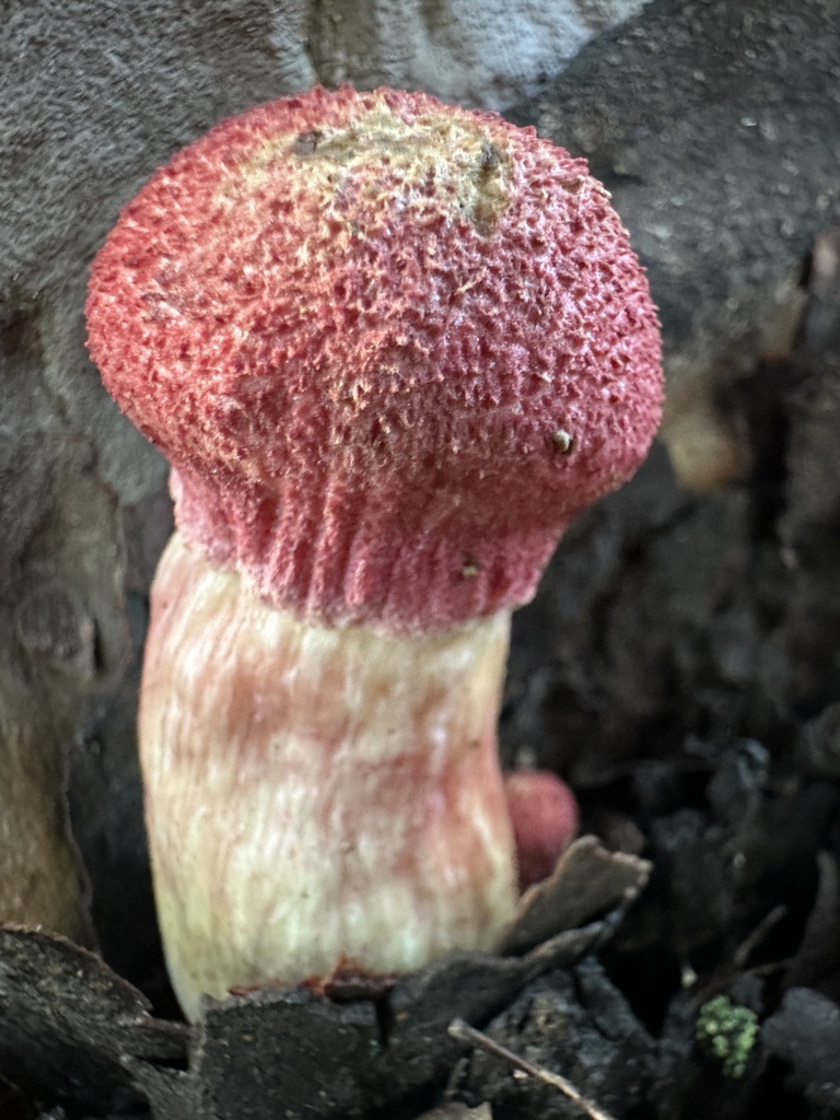 Boletellus in March 2025 by keet · iNaturalist