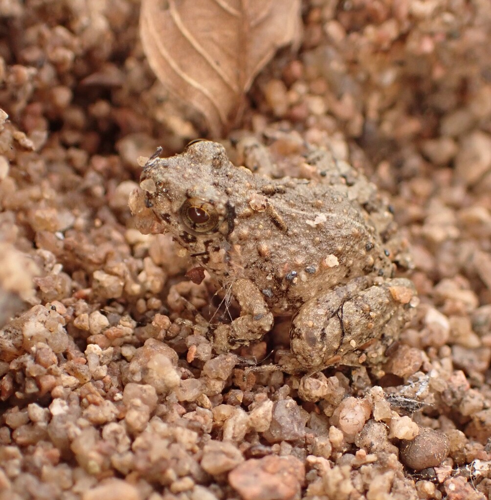 Natal Puddle Frog from Mayo Rey, Nord, Cameroon on March 24, 2025 at 03 ...