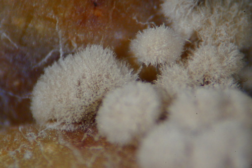 Kloubnatička (Monilia)