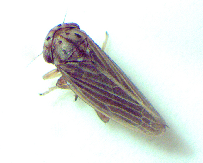 Agallia constricta | Insect Vectors of Plant Disease