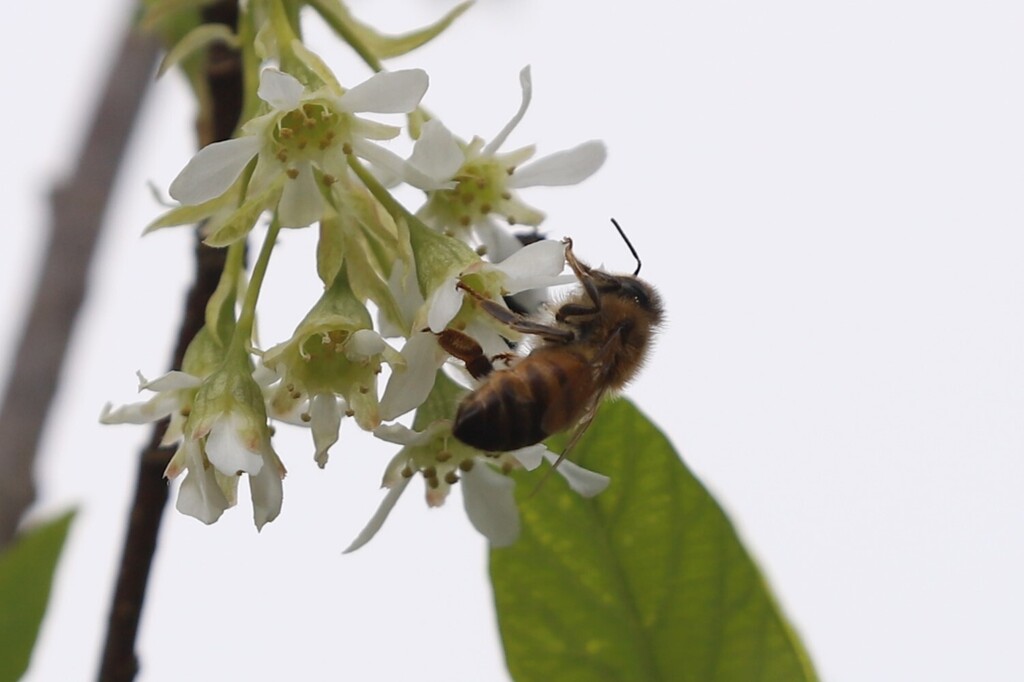 Western Honey Bee from Whatcom County, WA, USA on March 29, 2025 at 03: ...