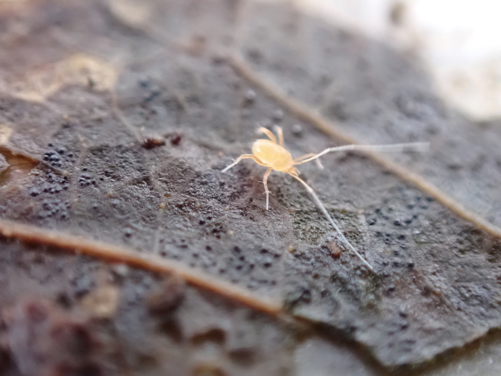 Linopodes from Anchor Point, AK, USA on March 29, 2025 at 01:01 PM by R ...