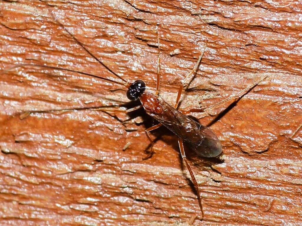 Macrocentrus from Coomba Park NSW 2428, Australia on March 29, 2025 at ...