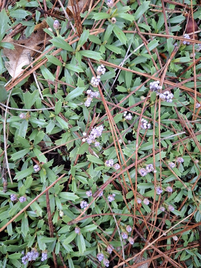 mahala mat from Cohasset, CA 95973, USA on March 28, 2025 at 03:45 PM ...