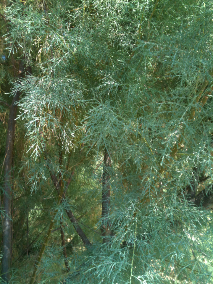 Tamarix canariensis (Tenerife Plants Fagales, Pinopsida, Oleaceae ...