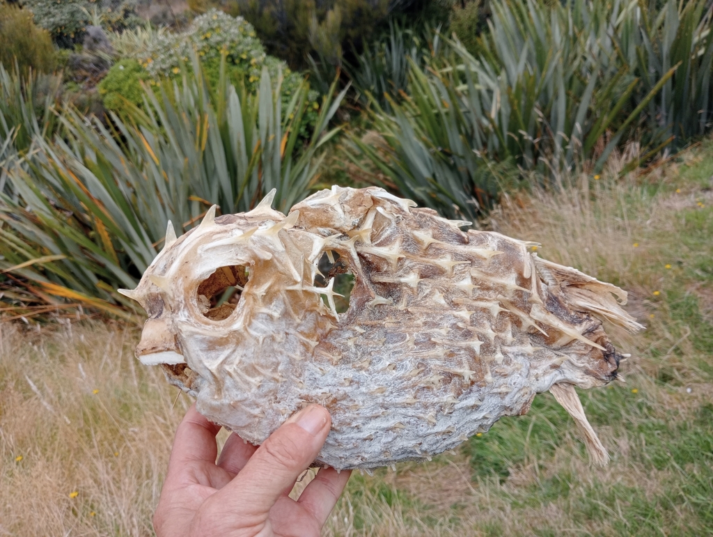 Deepwater Burrfish from Mason Bay Hut, Stewart Island / Rakiura 9818 ...
