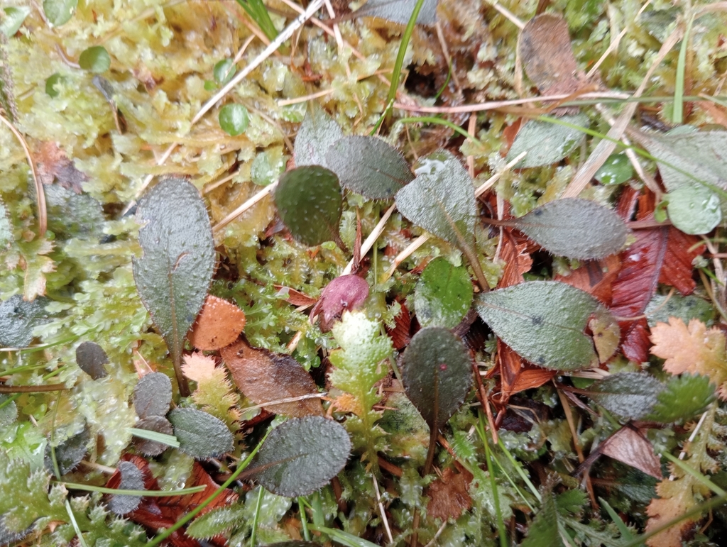 Mazus arenarius in March 2025 by John Barkla. Occasional, in trackside ...