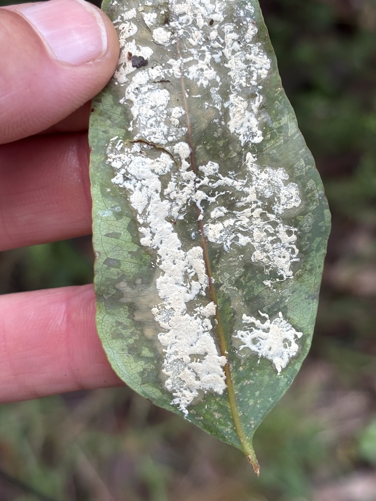 Spotted Gum Lerp Psyllid from Coomba Park, NSW, AU on March 30, 2025 at ...
