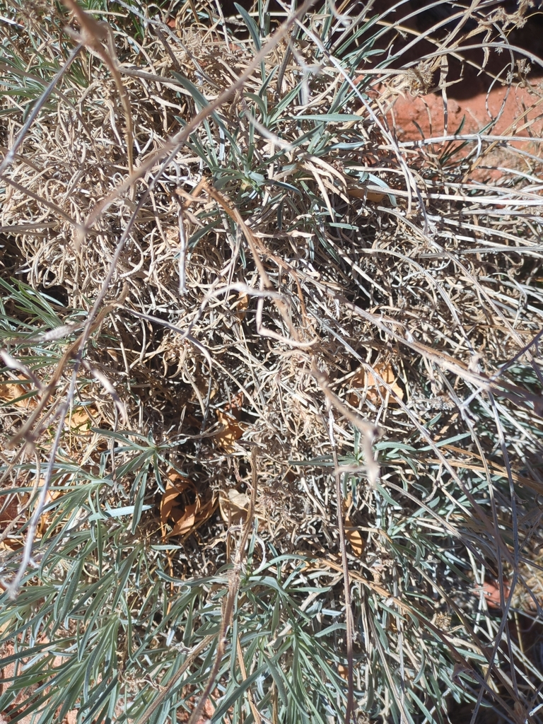 Fruticose Thorowax on March 15, 2025 at 01:17 PM by namylyman · iNaturalist